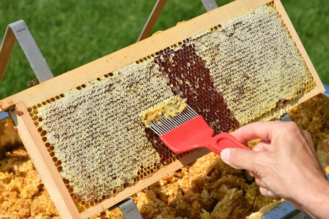 Bee keeping and Managing Honey Bees - Beautiful Bees