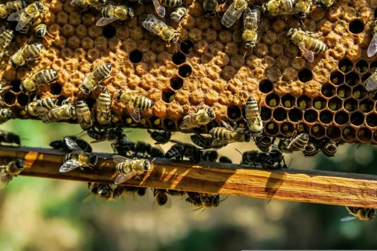 What Is Apiguard And How Do I Use It In The Hive?