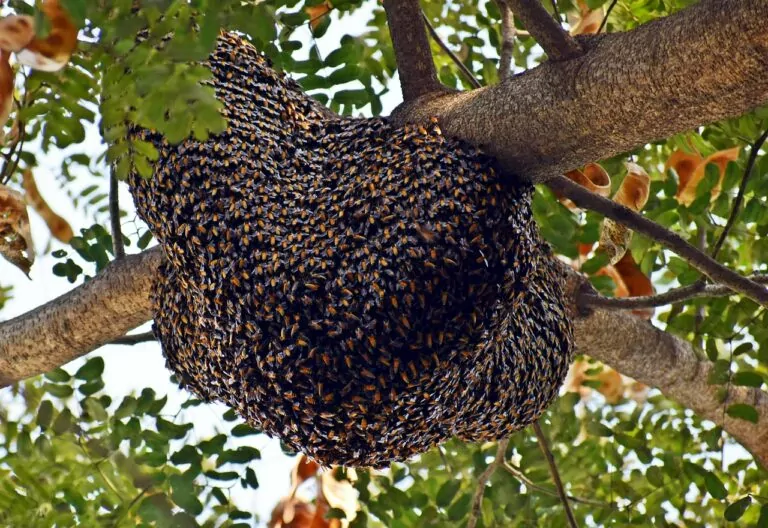 The Buzz About Bee Swarms: Understanding and Handling Them - Beautiful Bees