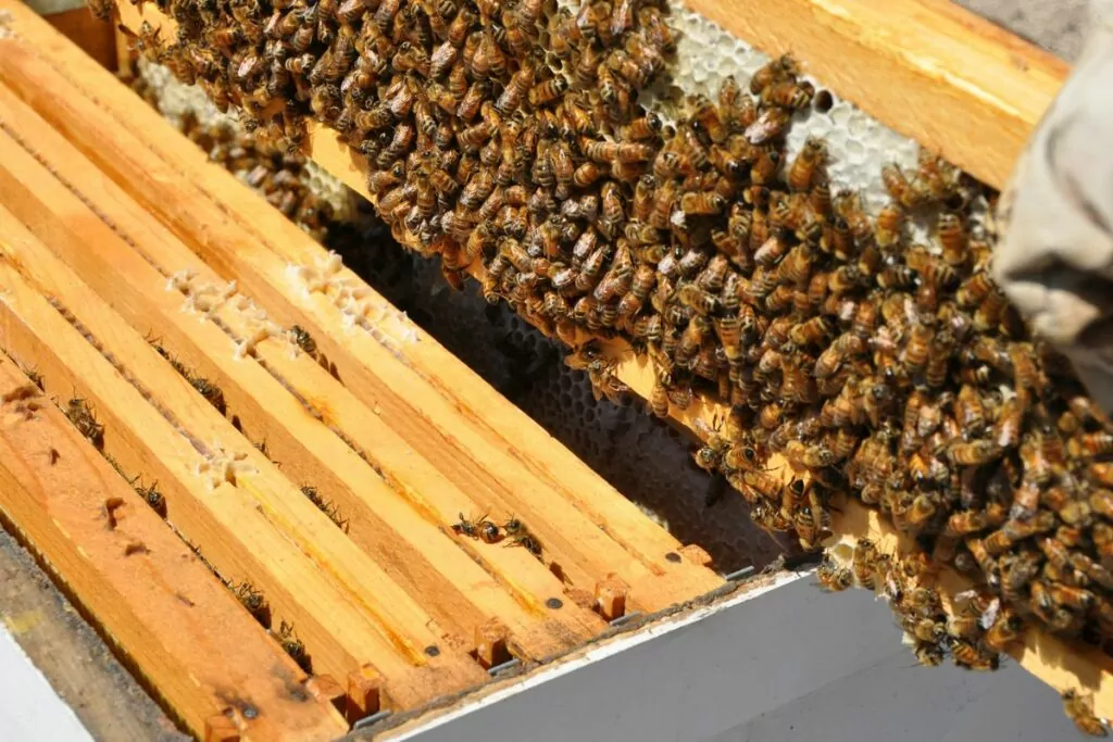 Species Breakdown: Mason Bee [Heriades Sp, Neotrypetes]