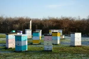Knowing The Correct Langstroth Hive Dimensions